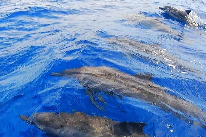 Snorkeling Tour in Moorea Aquatic Adventure Half Day - Frequently Asked Questions