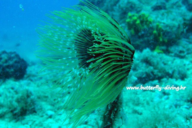Snorkeling tour Makarska Riviera, islands of Hvar or Bra - Key Points