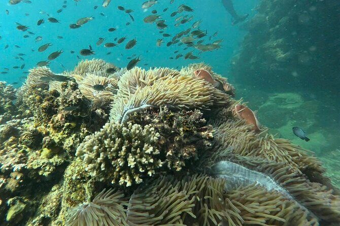 Snorkeling tour to South of Phu Quoc Island & BBQ ( Max 10 PAX ) - Frequently Asked Questions