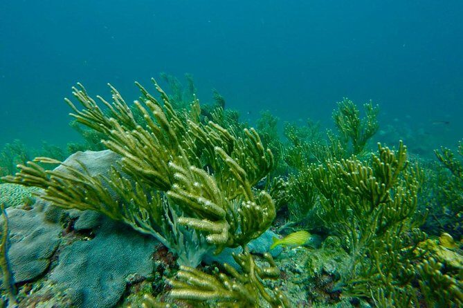 Snorkeling Tour (with Light Refreshments) - Frequently Asked Questions