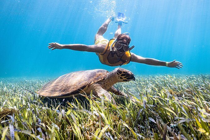 Snorkeling Tour with Turtles and Stingrays Puerto Morelos - What to Expect from the Tour