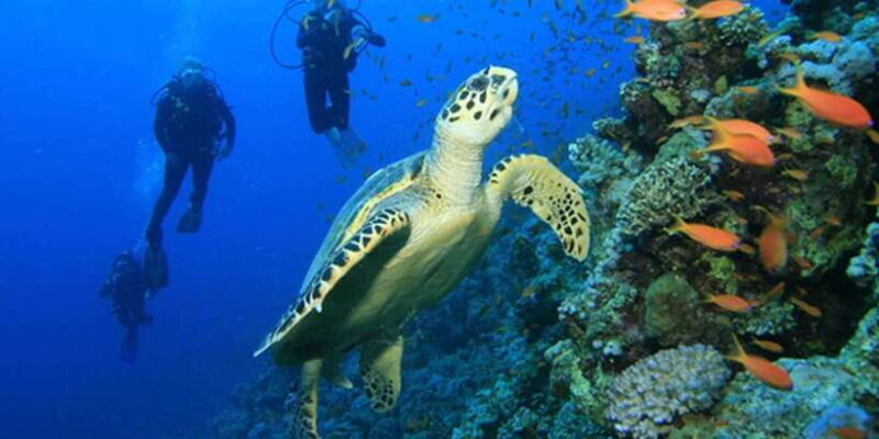 Snorkeling Trip from Polhena Beach, Matara, Sri Lanka - The Sum Up