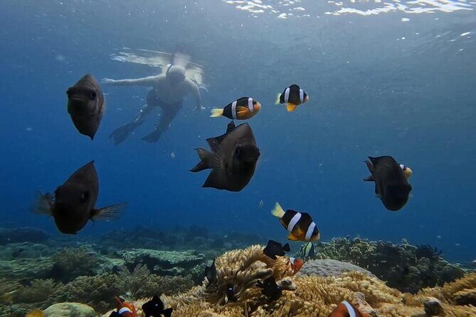 Snorkeling Trip Gili Gede, Asahan, Rengit, Layar and Goleng - FAQs