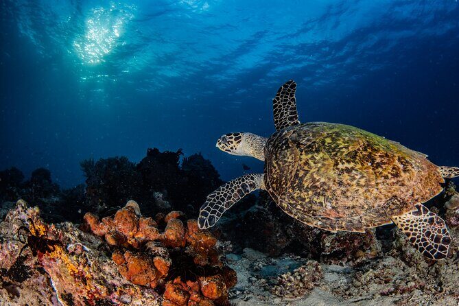 Snorkeling Trip to Menjangan Island - An In-Depth Look at the Snorkeling Adventure