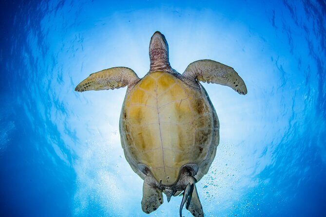 Snorkeling Trip to Menjangan Island - The Experience in Practice