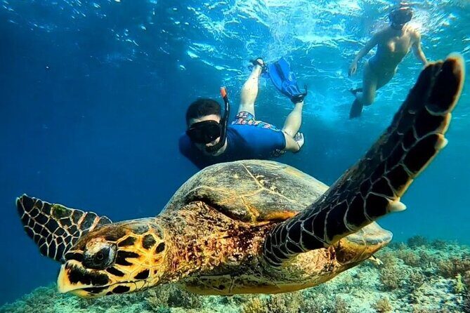 Snorkeling Turtles Points & Underwater Statues In Gili Islands - Key Points