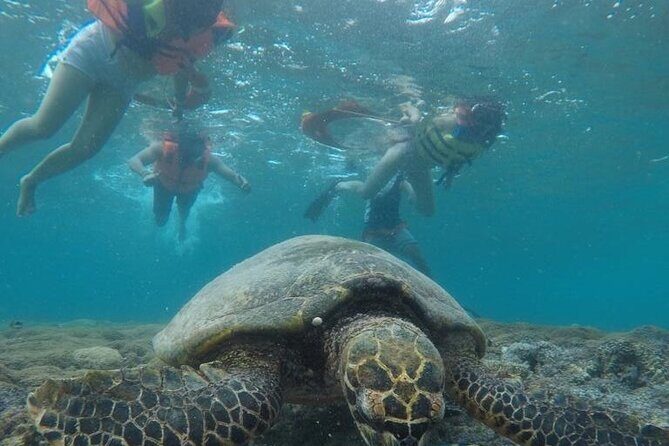 Snorkeling Turtles Points & Underwater Statues In Gili Islands - FAQs