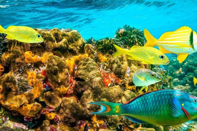 Snorkeling Water Private Activity In Montego Bay Jamaica - The Sum Up