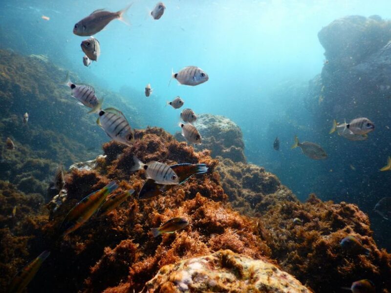 Snorkeling Wildlife in Terceira Island - The Itinerary and How It All Comes Together