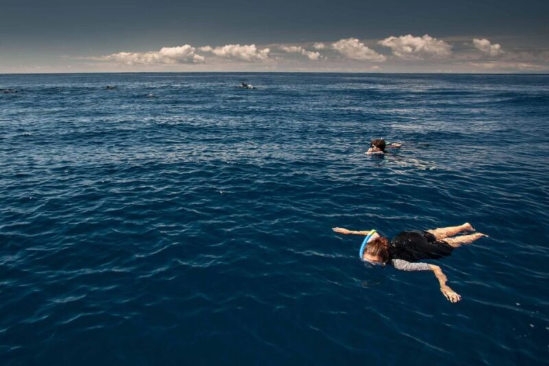 Snorkeling Wildlife in Terceira Island - The Authenticity and Value of This Experience