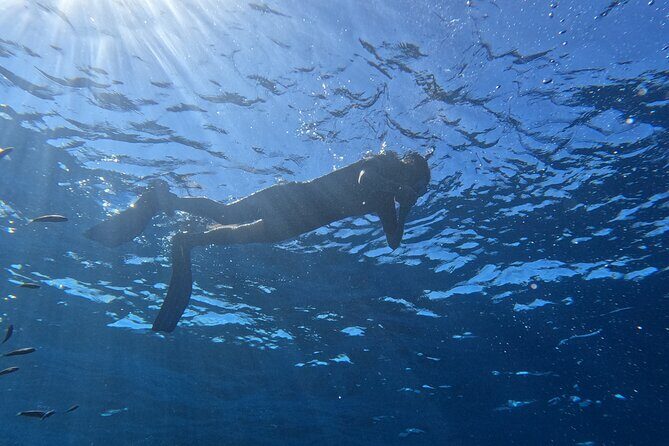 Snorkeling with a Professional Instructor in Tenerife - Key Points