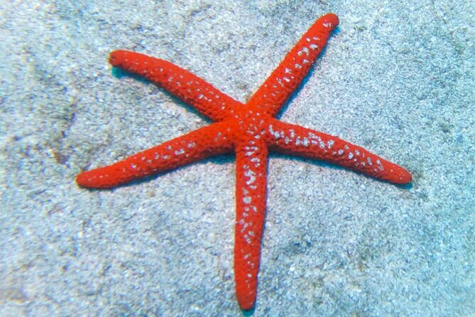 Snorkeling with a Professional Instructor in Tenerife - The Logistics and Small Details