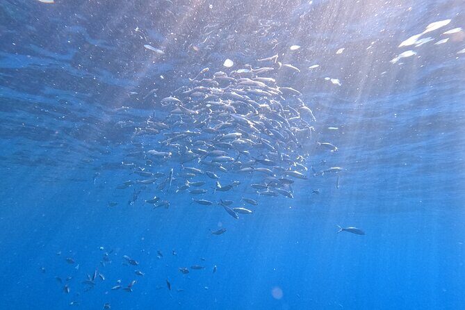 Snorkeling with a Professional Instructor in Tenerife - Who Is This Tour Perfect For?
