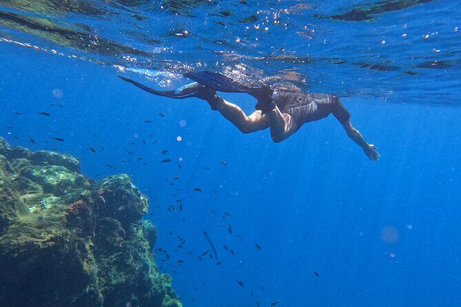 Snorkeling with a Professional Instructor in Tenerife - FAQs
