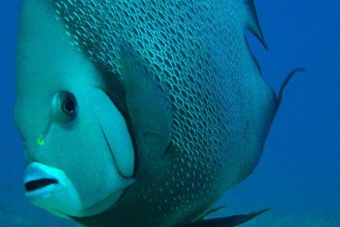 Snorkeling with Caribbean fish and private cenote exploration - What’s Included and What’s Not