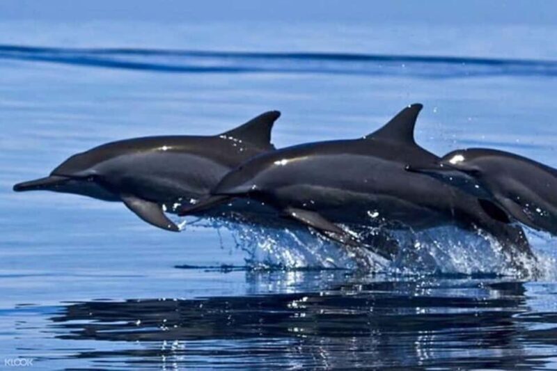 Snorkeling with Dolphins in Trincomalee - Key Points