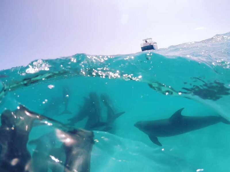 Snorkeling with Dolphins in Trincomalee - An Overview of the Experience