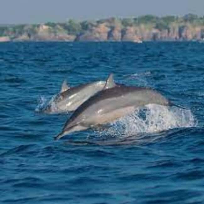 Snorkeling with Dolphins in Trincomalee - The Value of the Experience