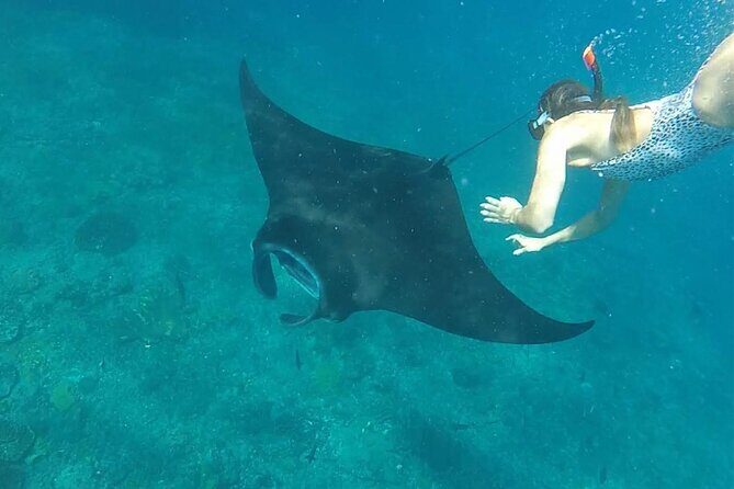 Snorkeling with Manta Rays in Their Habitat with Manta Point - Who Will Love This Tour?