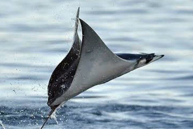 Snorkeling with Mobulas in La Ventana Bay Round trip from La Paz - An In-Depth Look at the Experience