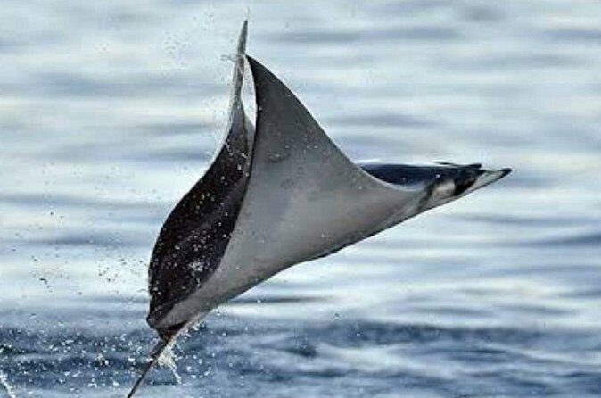 Snorkeling with Mobulas in La Ventana Bay Round trip from La Paz - FAQ