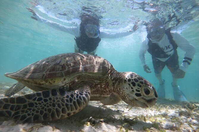 Snorkeling with Sea Turtle - Key Points