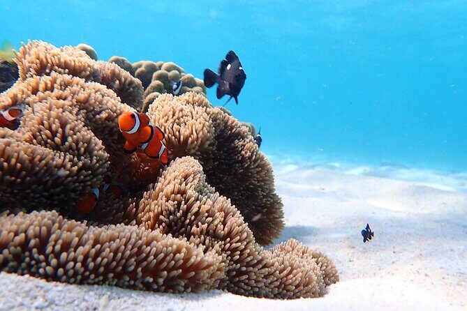 Snorkeling with Sea Turtle - What to Expect from Your Miyakojima Sea Turtle Snorkeling Tour