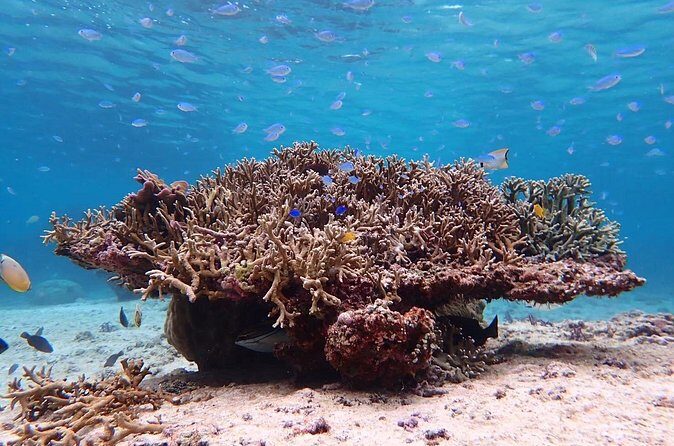 Snorkeling with Sea Turtle - The Sum Up