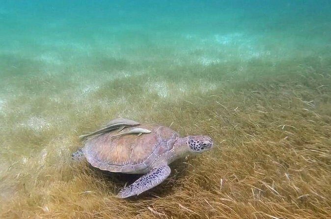 Snorkeling with Sea Turtles and Cenote Adventure - Who Will Love This Tour?