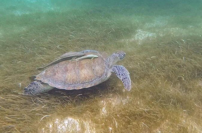 Snorkeling with Sea Turtles and Cenote Adventure - FAQ