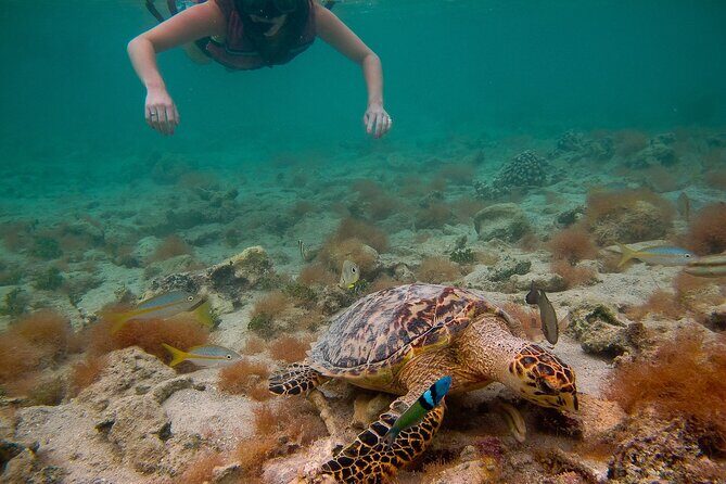 Snorkeling with Sea Turtles at St. Thomas - What Makes This Tour Stand Out