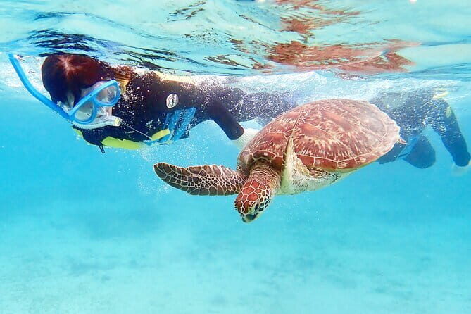 Snorkeling with sea turtles - Key Points