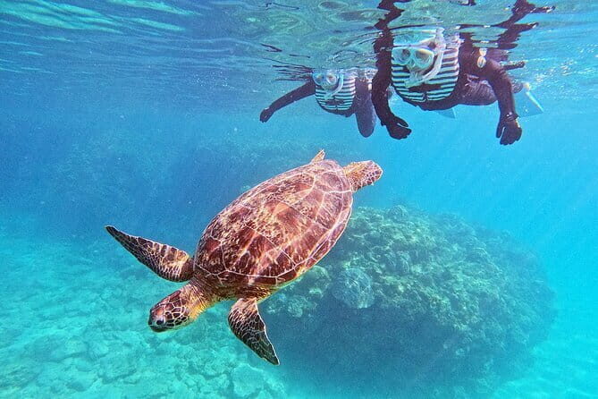 Snorkeling with sea turtles - Who Will Love This Tour?