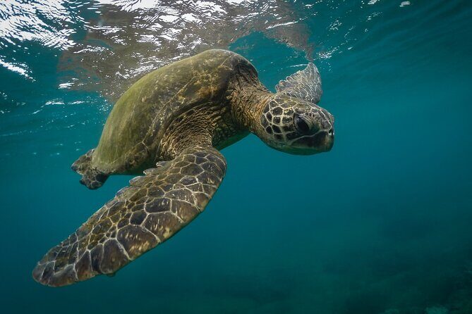 Snorkeling with Sea Turtles in Mirissa (Pickup and Drop included) - A Closer Look at the Experience