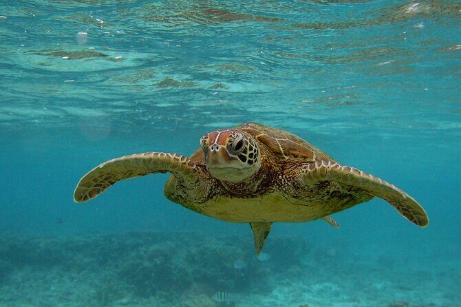 Snorkeling with Sea Turtles in Mirissa (Pickup and Drop included) - Why This Tour Matters for Travelers