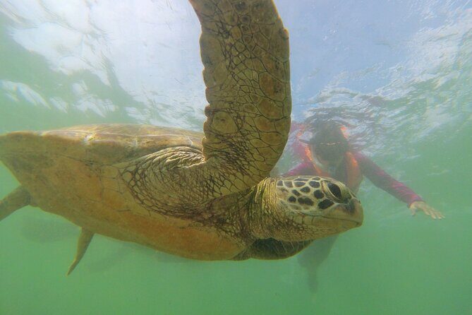 Snorkeling with Sea Turtles in Mirissa (Pickup and Drop included) - FAQ