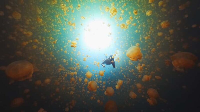 Snorkeling with Stingless Jelly Fish, Indonesia Banggai - Exploring the Jellyfish Lake: Why It’s Special