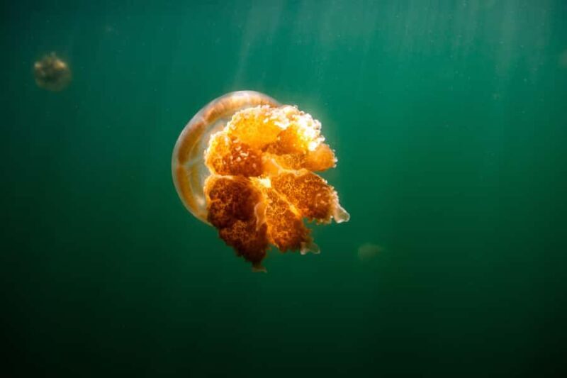 Snorkeling with Stingless Jelly Fish, Indonesia Banggai - The Day’s Itinerary in Detail