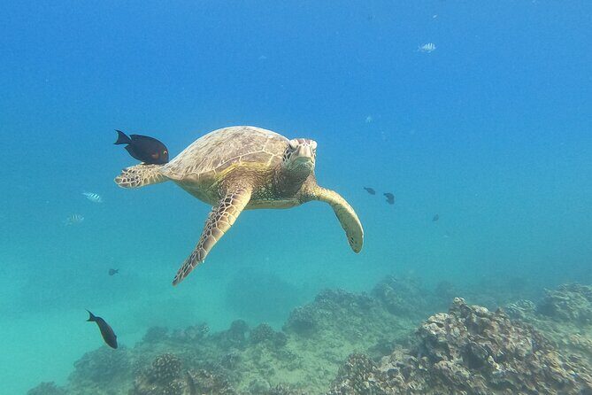 Snorkeling with Turtle/Water Scooter/Paddleboard Adventures Oahu - Exploring Snorkeling with Turtle/Water Scooter/Paddleboard Adventures in Oahu