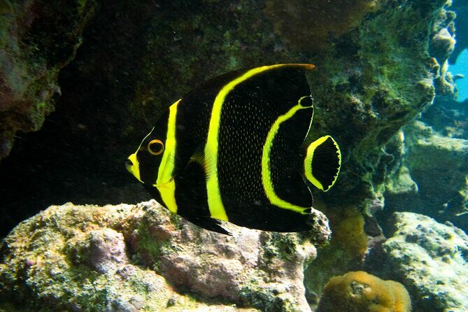 Snorkeling with Turtles and Cenote Tour from Riviera Maya - FAQ