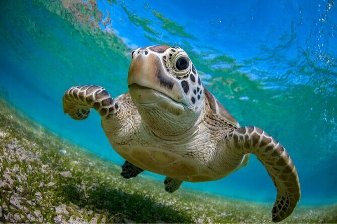 Snorkeling with Turtles and Cenotes - Key Points
