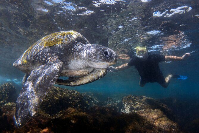 Snorkeling with Turtles  Cook Island Marine Reserve - Exploring the Tour: An In-Depth Look at What You Can Expect