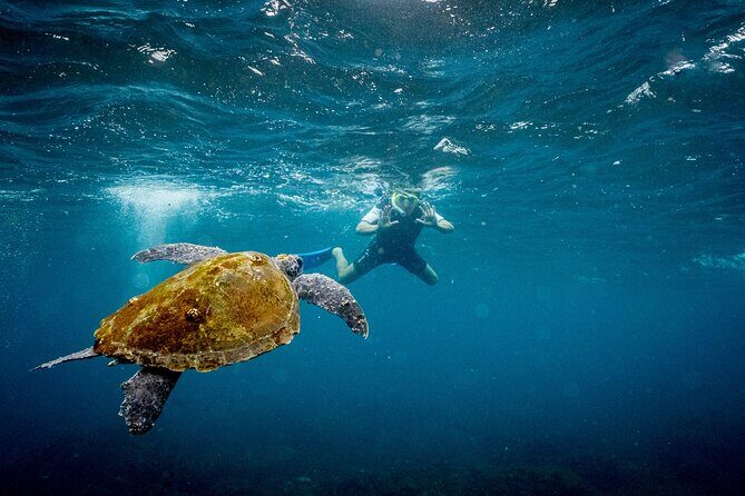 Snorkeling with Turtles  Cook Island Marine Reserve - Final Thoughts: The Honest Truth About This Snorkel Trip