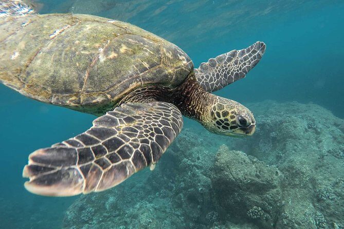 Snorkeling with Turtles in Mirissa - Key Points