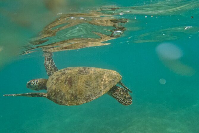 Snorkeling with Turtles in Mirissa - Snorkeling with Turtles in Mirissa: An In-Depth Review