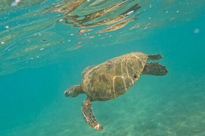 Snorkeling with Turtles in Mirissa - Why You Should Consider This Tour