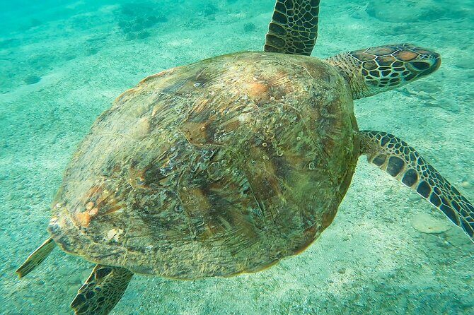 Snorkeling with Turtles in Mirissa - Final Thoughts: Who Is This Tour Best For?
