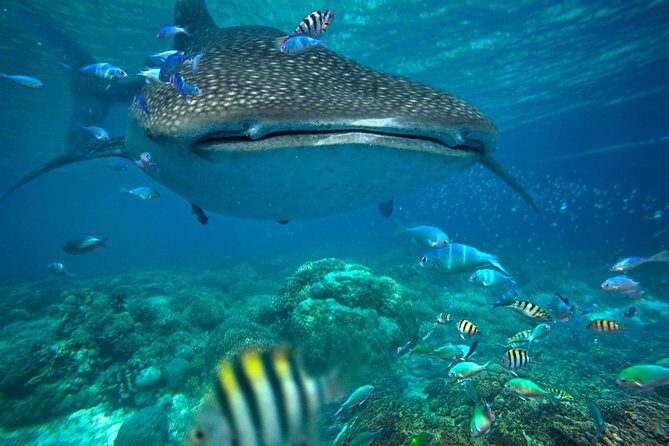 Snorkeling with Whale Sharks - Isla Mujeres - Overview and What to Expect