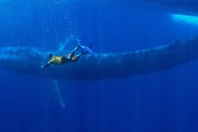 Snorkeling with Whales in Mirissa - Snorkeling with Whales in Mirissa: An Authentic Ocean Encounter