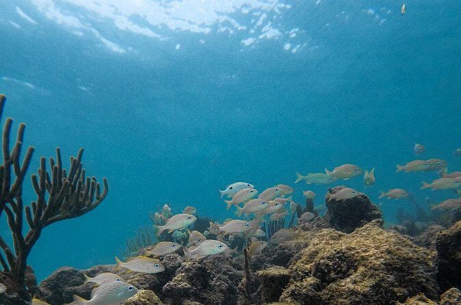 Snorkeling Xtreme Cancun Adventure with zip lines and abseiling - Who Should Consider This Tour?